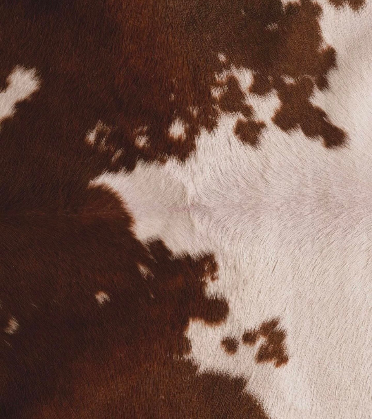 The Cow print Collection – Roujastore-eg.com